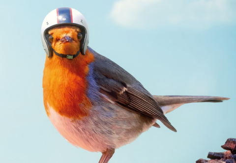 Bird Safe Glass - Torstenson Glass