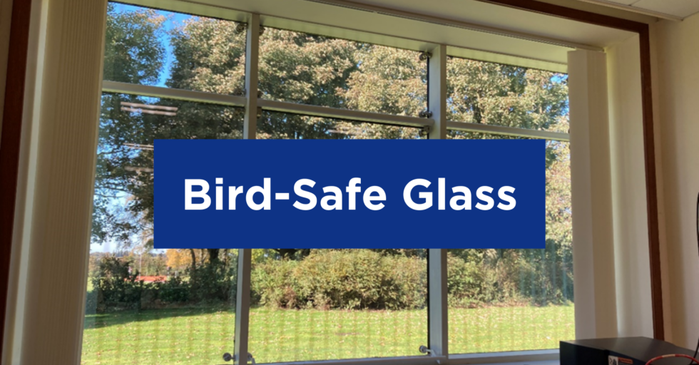 What Is Bird-Safe Glass? - Torstenson Glass